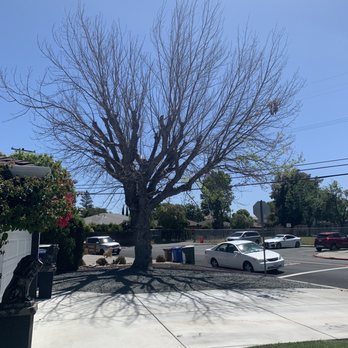 NEW LIFE TREE SERVICE - Updated October 2025 - 94 Photos & 119 Reviews ...