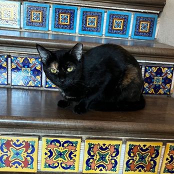 PHX CAT CAFE - 464 Photos & 124 Reviews - 147 E Garfield St, Phoenix ...