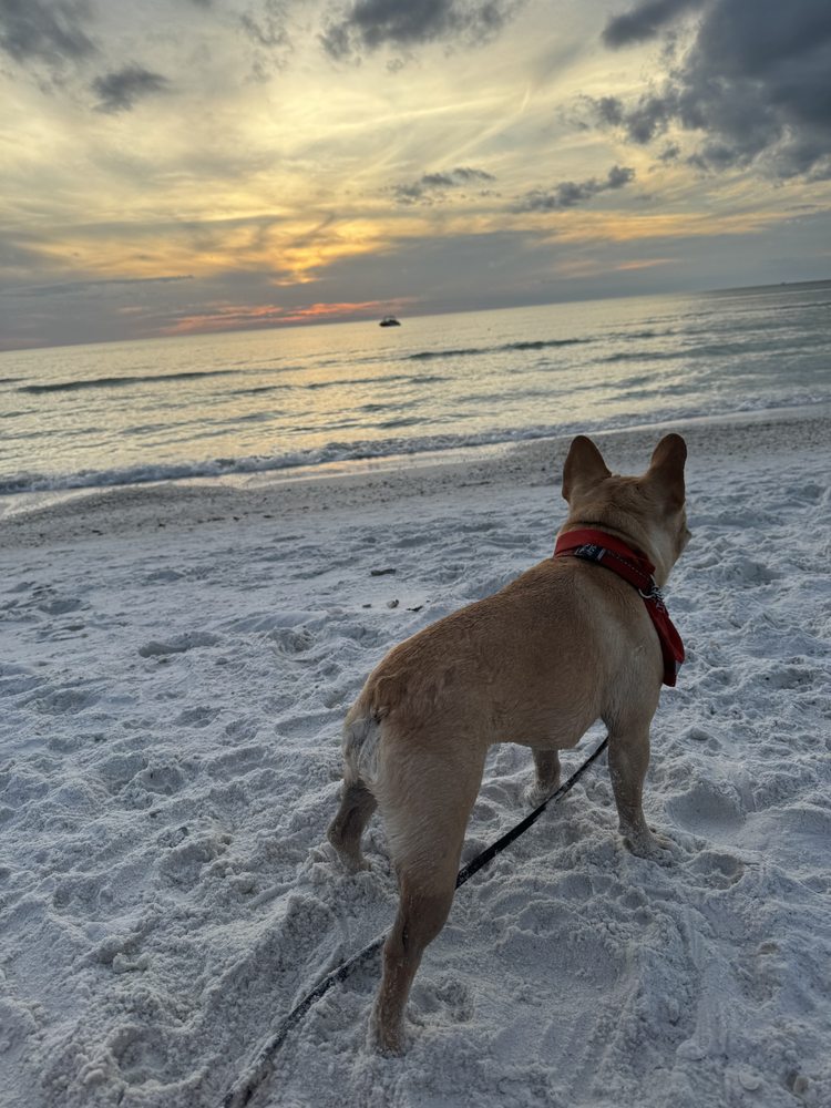 BEST FOUR PAWS LIFE - Updated June 2024 - Request Consultation - Marco ...