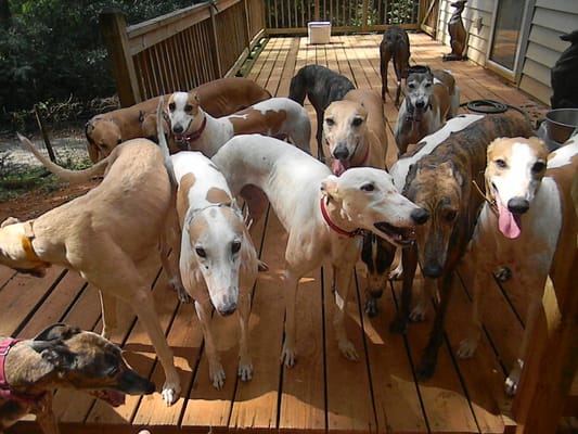 ADOPT A GREYHOUND ATLANTA’S GREYS’LAND KENNEL - Updated December 2024 ...