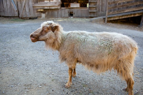 UC ELKUS RANCH ENVIRONMENTAL EDUCATION CENTER - Updated October 2024 ...