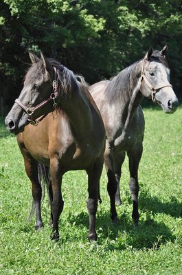 MISTY RIDGE FARM - Updated December 2025 - 43 Photos - 5210 Owl Creek ...