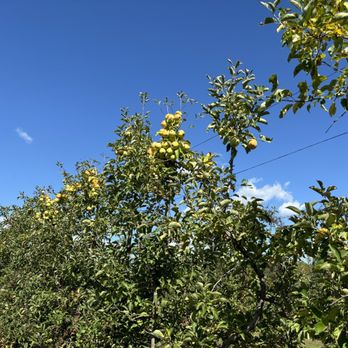 TERHUNE ORCHARDS - Updated March 2025 - 605 Photos & 389 Reviews - 330 ...