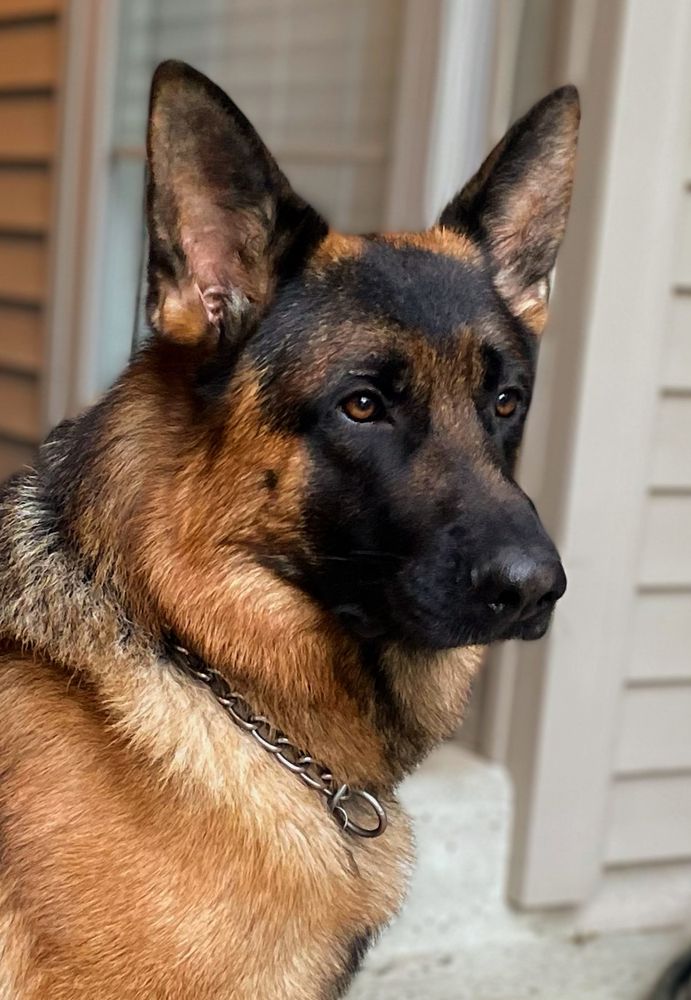 VON HOLLY HAUS GERMAN SHEPHERDS - Updated October 2025 - Request ...