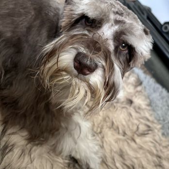 ALTERED TAILS - Updated July 2025 - 38 Photos & 77 Reviews - 950 W ...