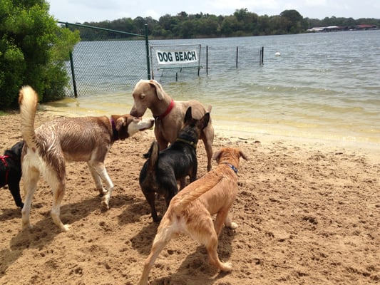 BAYVIEW DOG BEACH - 51 Photos & 41 Reviews - Dog Parks - 2001 E Lloyd ...