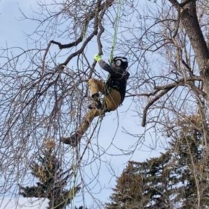 BENITEZ TREE SERVICE - Updated December 2025 - 17 Reviews - 2409 W 14th ...