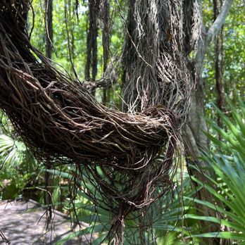 KEY WEST TROPICAL FOREST & BOTANICAL GARDEN - Updated April 2026 - 161 ...