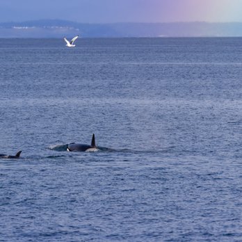 PUGET SOUND EXPRESS - Updated August 2024 - 162 Photos & 70 Reviews ...