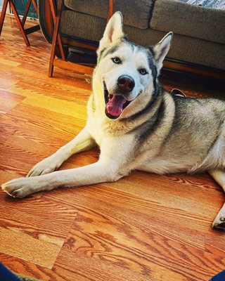 MERCY FULL PROJECT - Pet Adoption - 901 N Fremont Ave, Tampa, Florida ...