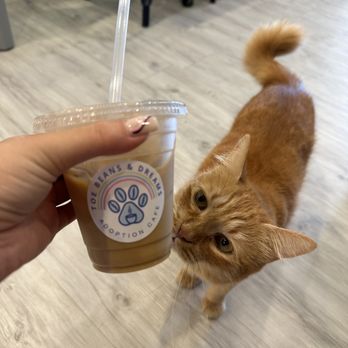 TOE BEANS AND DREAMS ADOPTION CAFE - Updated December 2024 - 166 Photos ...