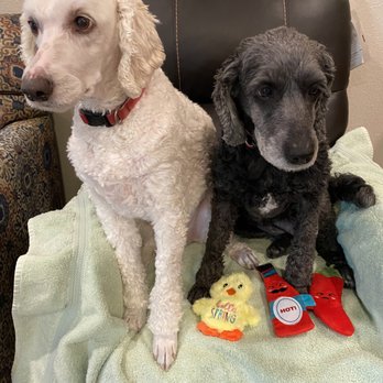 LINCOLN PET CLINIC - Updated June 2024 - 17 Reviews - 870 East Ave ...