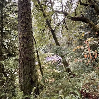 LACAMAS CREEK TRAIL - Updated July 2025 - 103 Photos & 29 Reviews - 200 ...