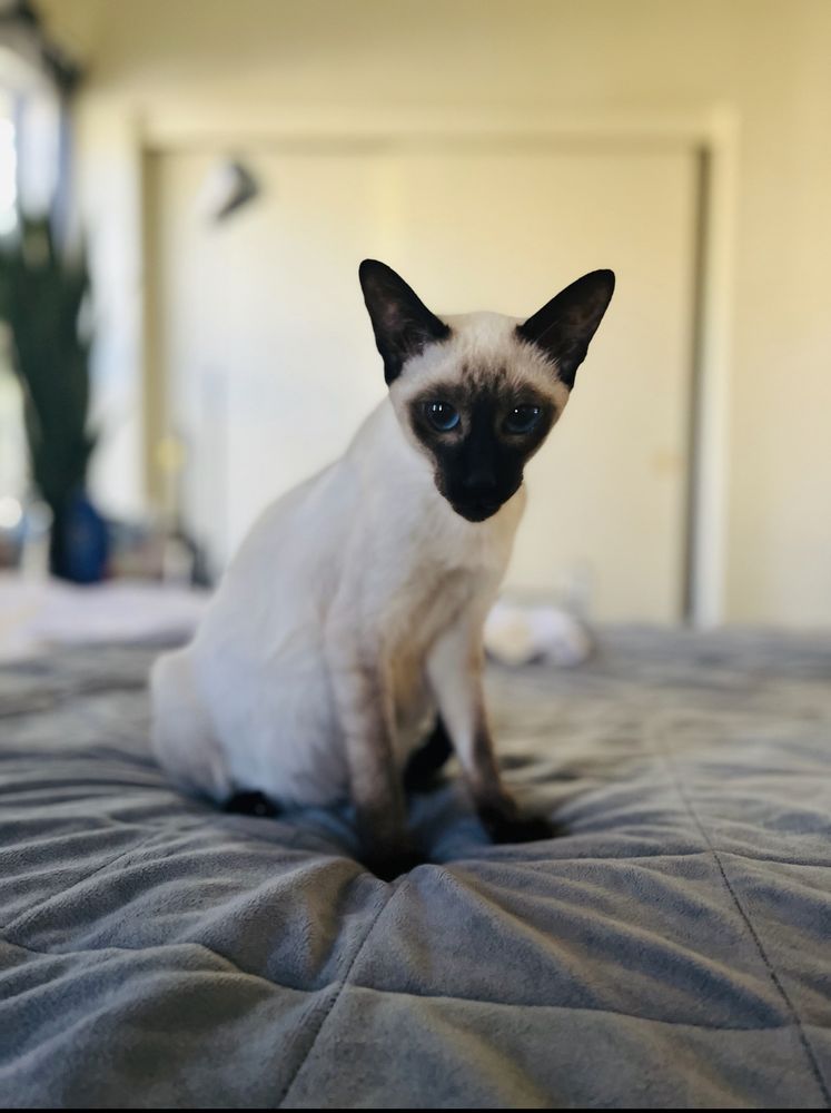 EXOTIC SIAMESE KITTENS - Updated August 2024 - 15 Photos - Moreno ...