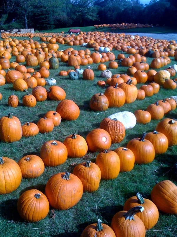 THE PUMPKIN PATCH - Updated July 2025 - 191 County Rd, Barrington ...