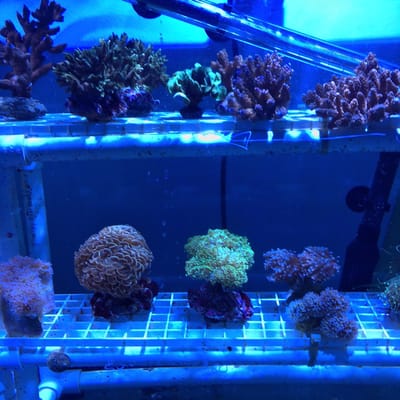 INFINITY FISH - 13 Photos & 11 Reviews - Aquarium Services - 13003 ...