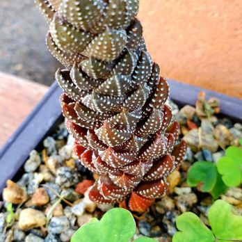 EDEN BONSAI - Updated August 2024 - 45 Photos & 30 Reviews - 3140 ...