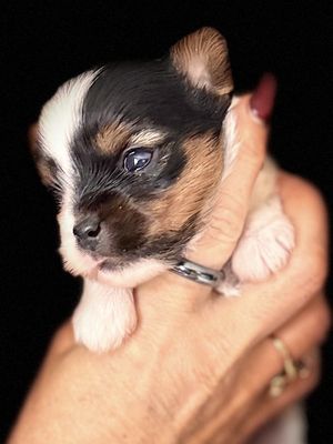 MAIN LINE YORKIES - Updated July 2025 - Request Information - 33 Photos ...