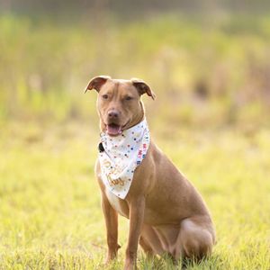 ALL AMERICAN DOG TRAINING ACADEMY - 44 Photos - Valrico, Florida - Pet ...