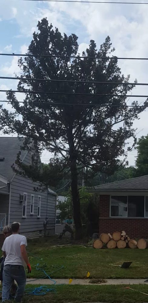 THE ORIGINAL BUDGET TREE SERVICE - Updated November 2025 - 20 Reviews ...