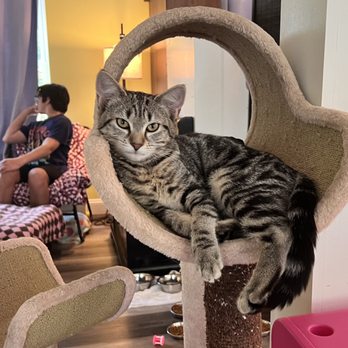 MEOW CAT LOUNGE - Updated January 2026 - 54 Photos & 13 Reviews - 630 ...