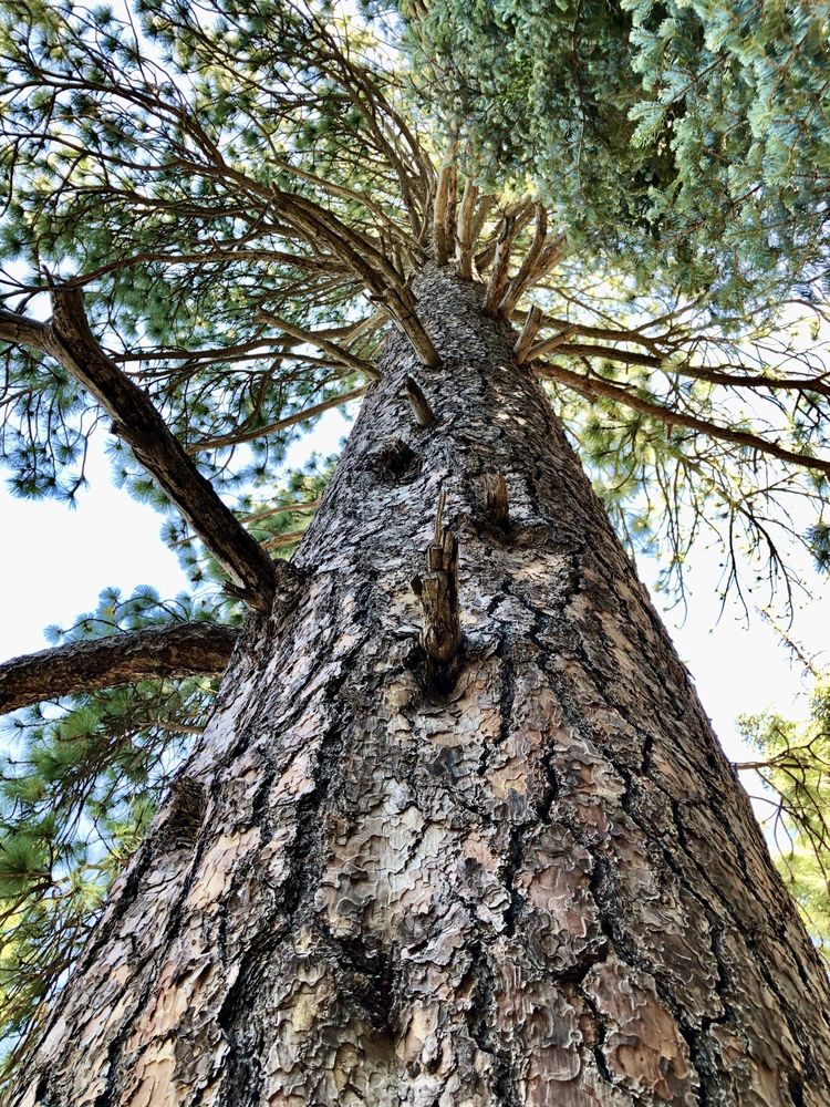 WILL ABELL MEMORIAL TRAIL AT ARROWHEAD RIDGE - 36 Photos - Hiking - 352 ...