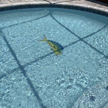 BLUEFLEX POOLS - Updated December 2025 - Palm Coast, Florida - Pool ...