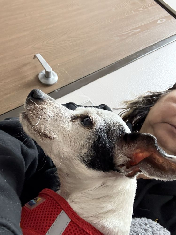 PERRIS ANIMAL HOSPITAL - Updated February 2026 - 44 Photos & 77 Reviews ...