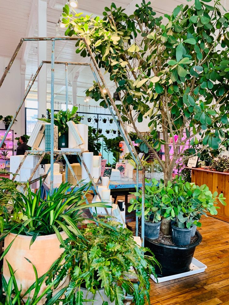 PARADISO PLANT SHOP - Updated September 2024 - 68 Photos - 1115 N ...