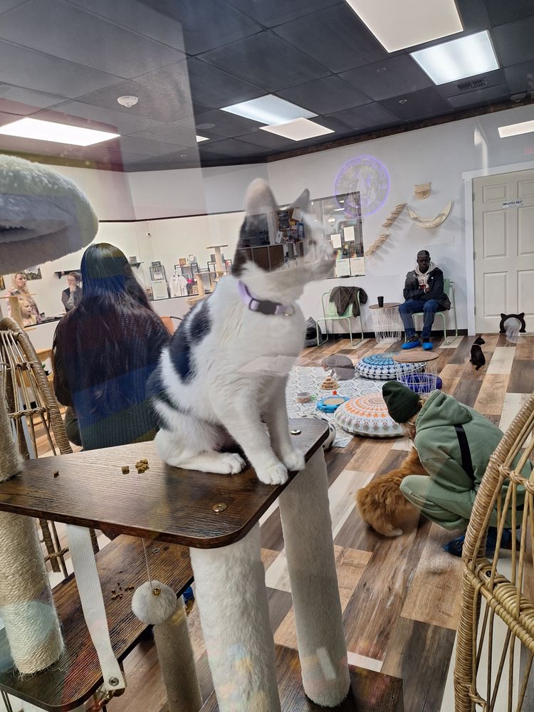PAWSIFIC NORTHWEST CAT CAFE - Updated January 2026 - 38 Photos & 19 ...