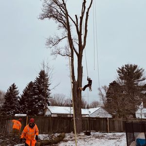 SUPERIOR TREE CARE - Updated June 2025 - 3508 Lowell St, Minnetonka ...