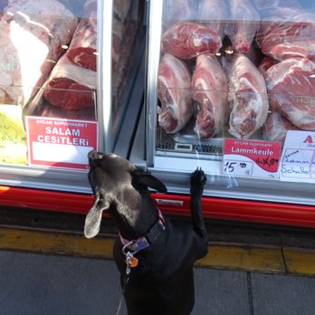 DIPL. TIERARZT PETER RIPPEL - Updated July 2025 - 11 Photos ...