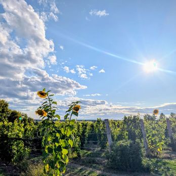 KIN VINEYARDS - Updated December 2025 - 31 Photos - 2225 Craig's Side ...