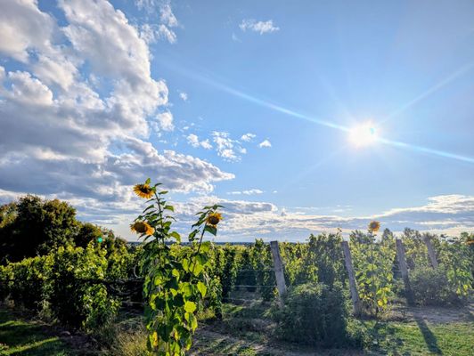 KIN VINEYARDS - Updated October 2025 - 31 Photos - 2225 Craig's Side ...