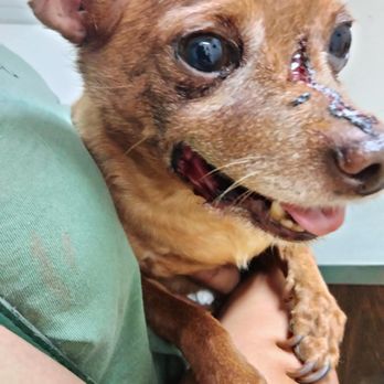 LOMA LINDA ANIMAL HOSPITAL - Updated October 2024 - 226 Photos & 713 ...