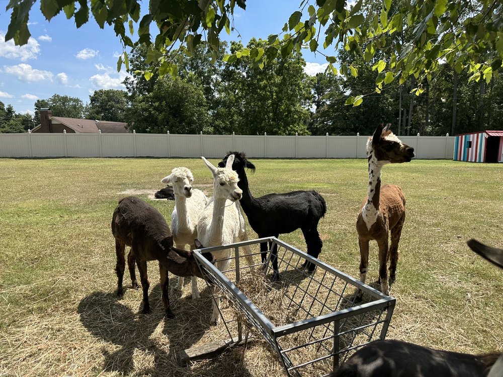 IT’S A ZOO LIFE - Updated October 2025 - 127 Photos & 16 Reviews - 4313 ...