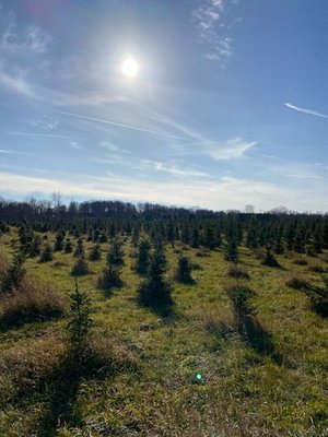 URQUHARTS TREE FARM - Updated June 2025 - 12 Reviews - 230 S Steinbach ...