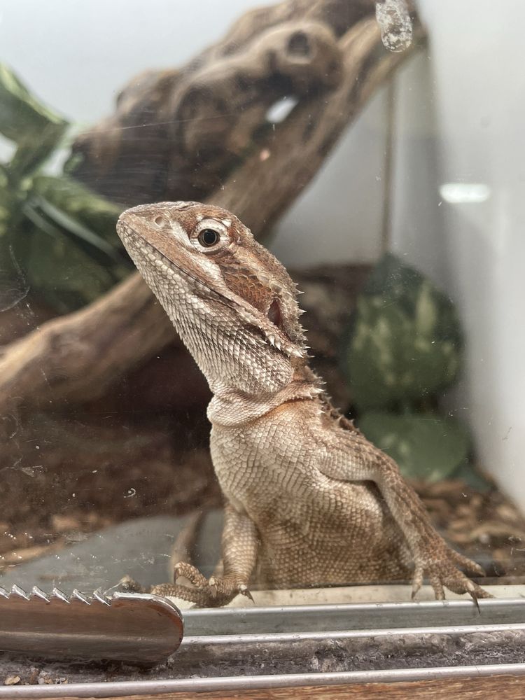 EAST BAY VIVARIUM - Updated January 2026 - 726 Photos & 619 Real ...