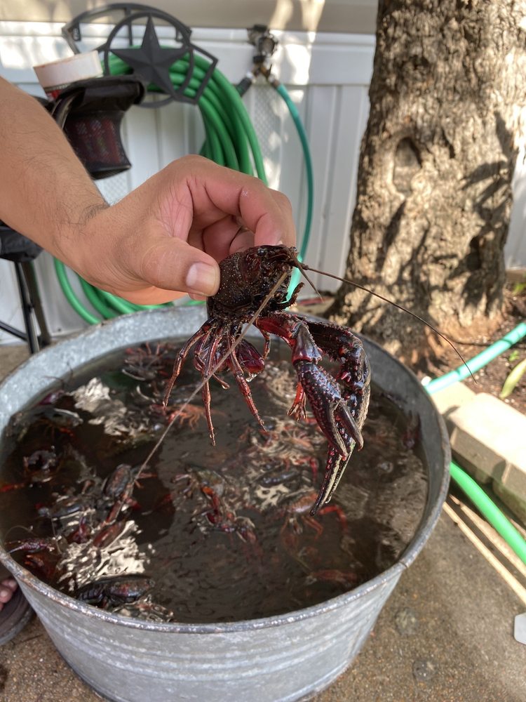 CRAWFISH NICK SEAFOOD - Updated June 2024 - 22 Reviews - 5123 Louetta ...