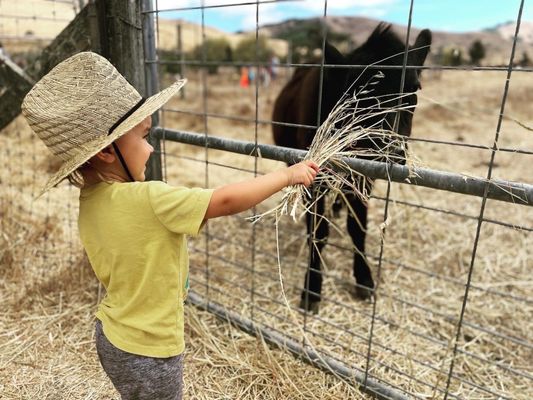 CHILENO VALLEY RANCH - Updated June 2025 - 68 Photos & 32 Reviews ...