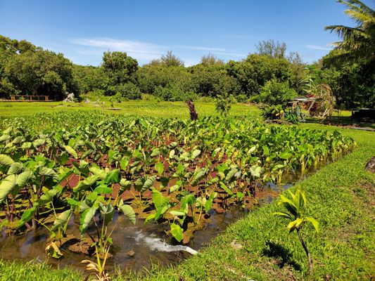 HĀ’ENA STATE PARK - 118 Photos & 30 Reviews - State Hwy 56, Ha'ena ...