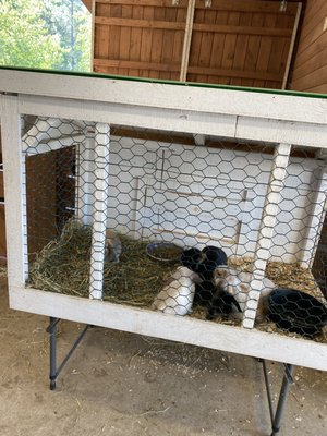 CHARMINGFARE FARM - Updated December 2025 - 40 Photos & 130 Reviews ...