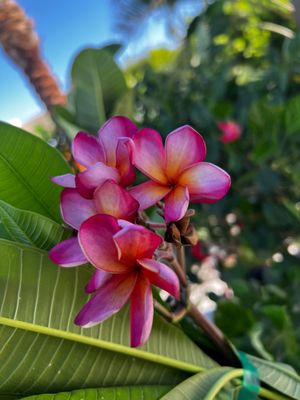 MOON VALLEY NURSERIES - QUEEN CREEK / SAN TAN VALLEY - Updated January 2025 - 47 Photos & 29 ...