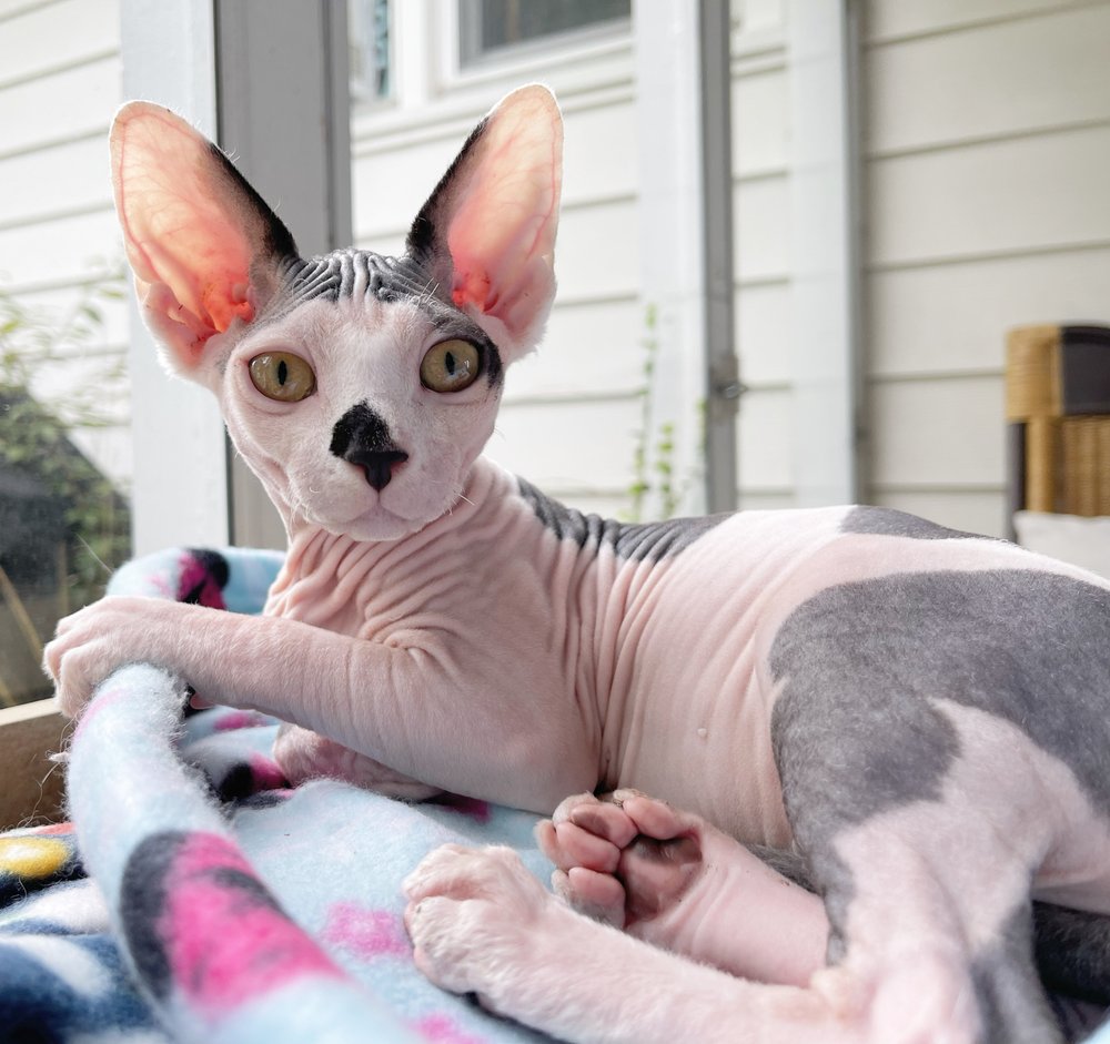 BEEBLEBROX SPHYNX - Updated December 2025 - 22 Photos & 10 Reviews ...