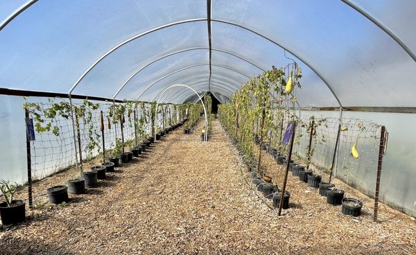 THE LUFFA FARM - Updated February 2025 - 213 Photos & 88 Reviews - 1457 ...