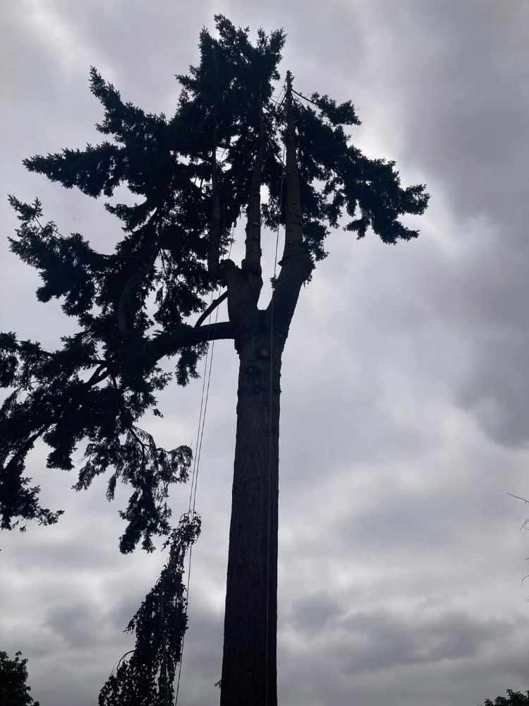 TICO TREE SERVICE - 15 Photos - Vancouver, Washington - Tree Services ...