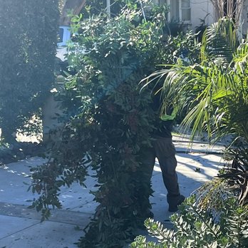 AFFORDABLE TREE CARE - 1680 Photos & 1556 Reviews - Los Angeles ...