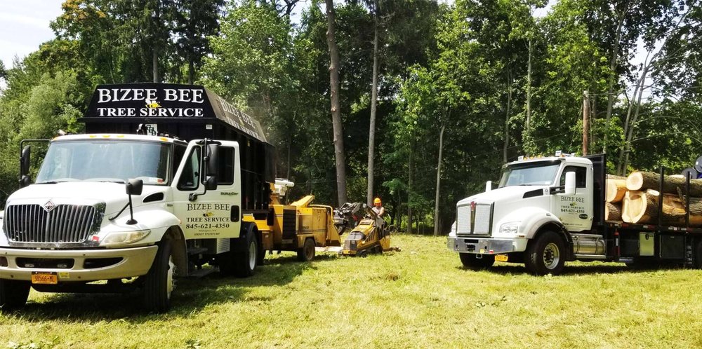 BIZEE BEE TREE SERVICE - Updated August 2025 - 11 Reviews - 585 Union ...