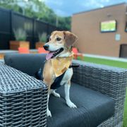 PAWS & PINTS - 65 Photos & 25 Reviews - 6218 Willowmere Dr, Des Moines ...