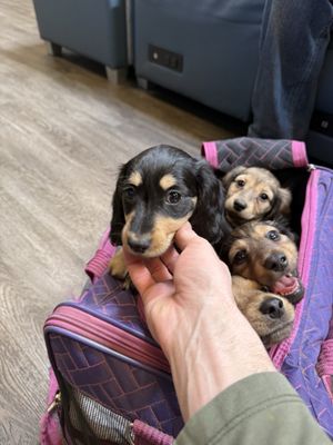CASCADE VETERINARY CLINICS - Updated May 2026 - 22 Photos & 62 Reviews ...